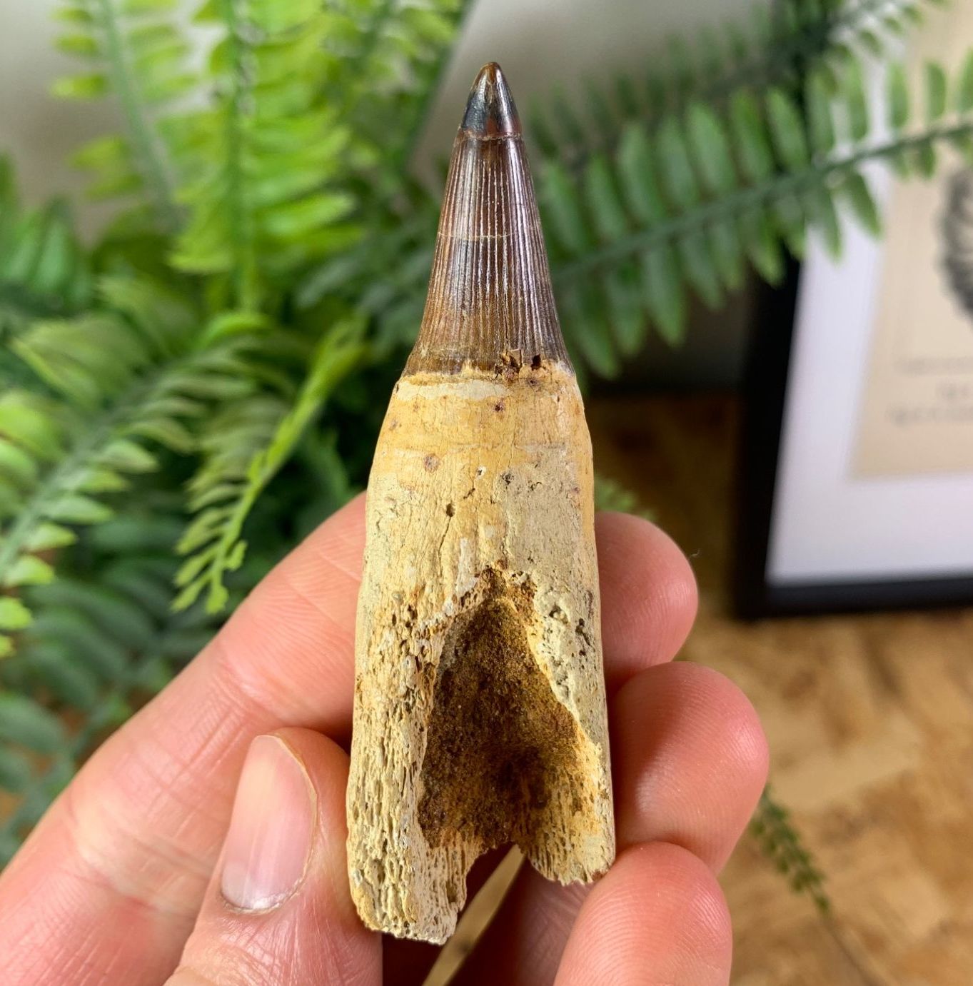 Ichthyosaur Tooth (Russia)