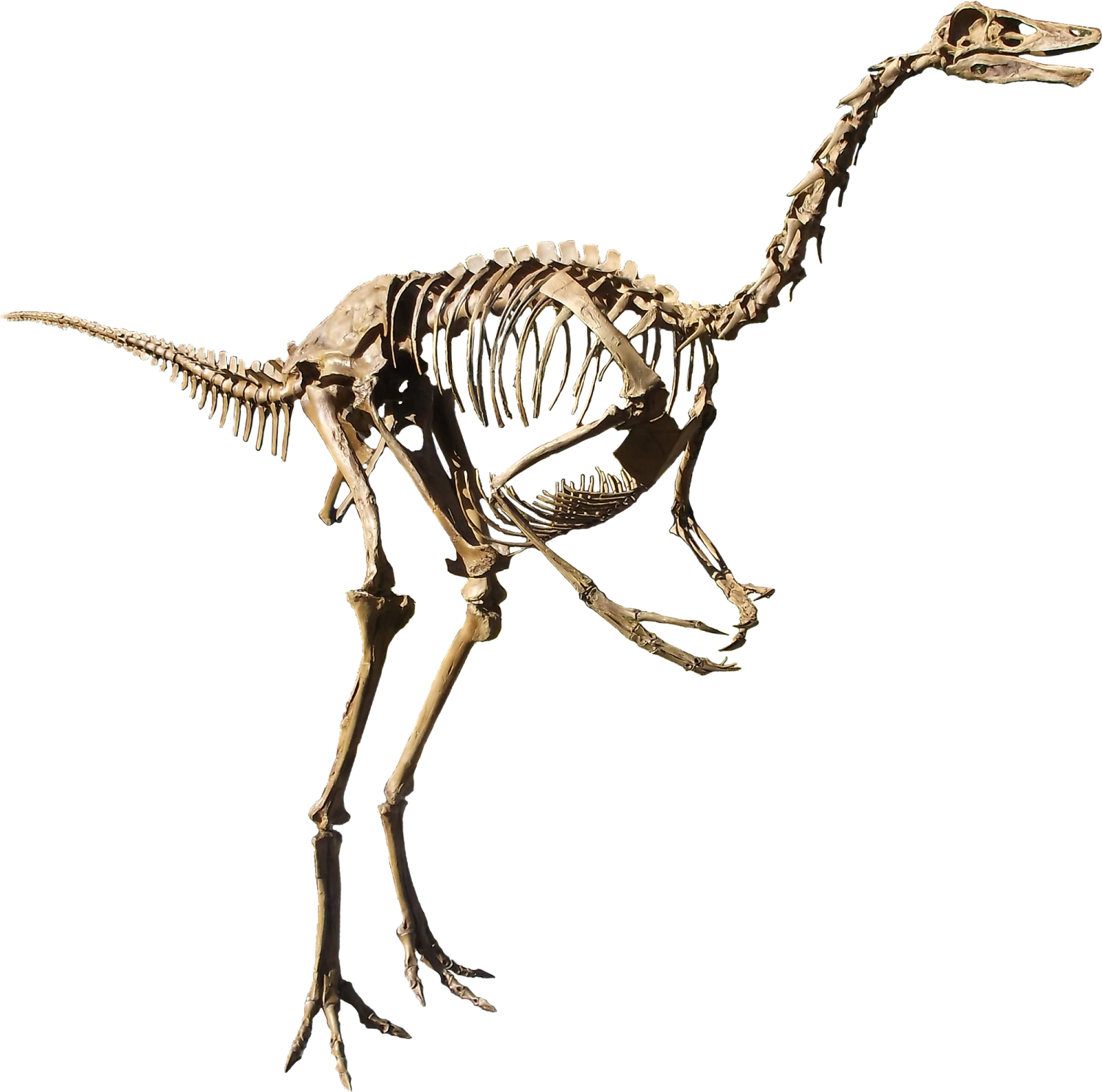 struthiomimus info