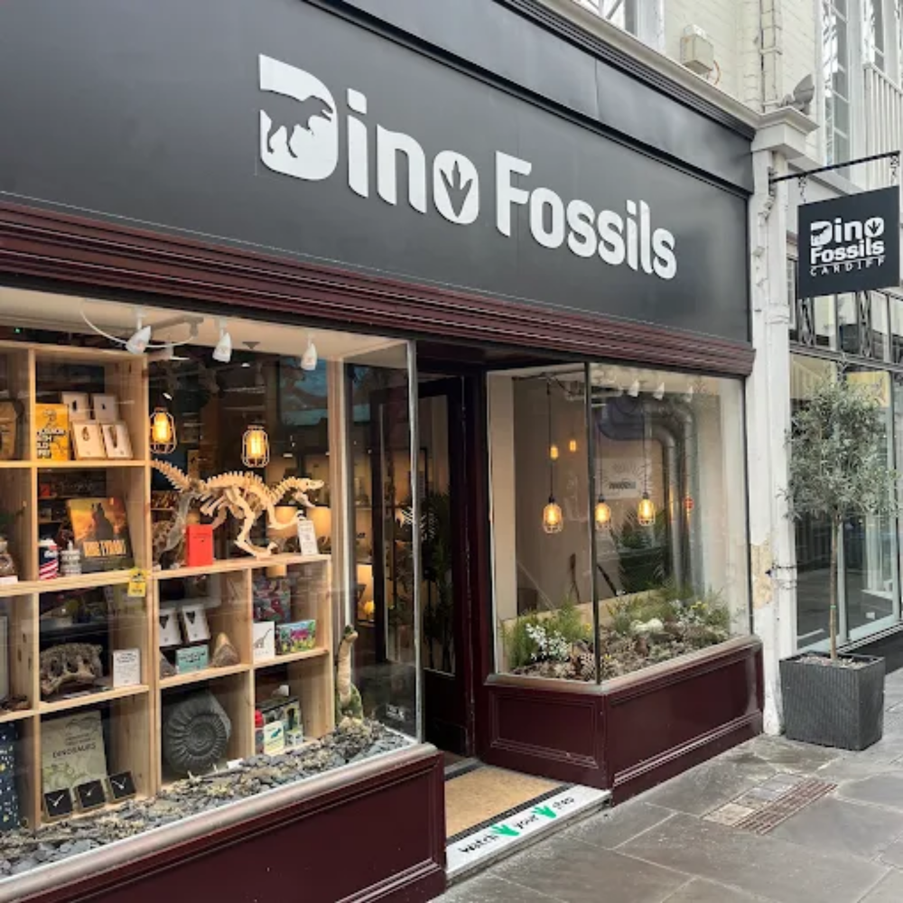 Dino Fossils Cardiff