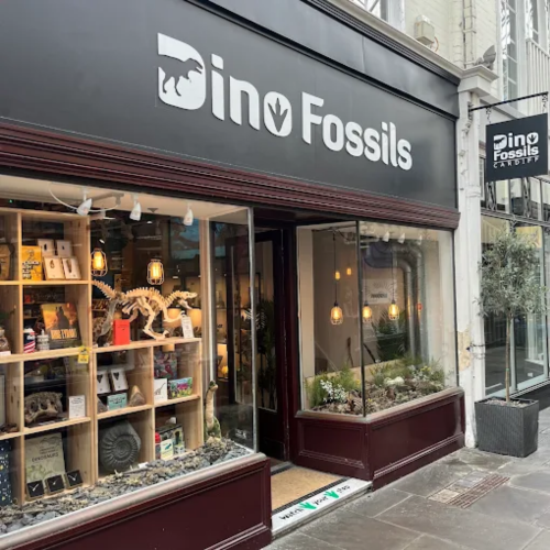 Dino Fossils Cardiff