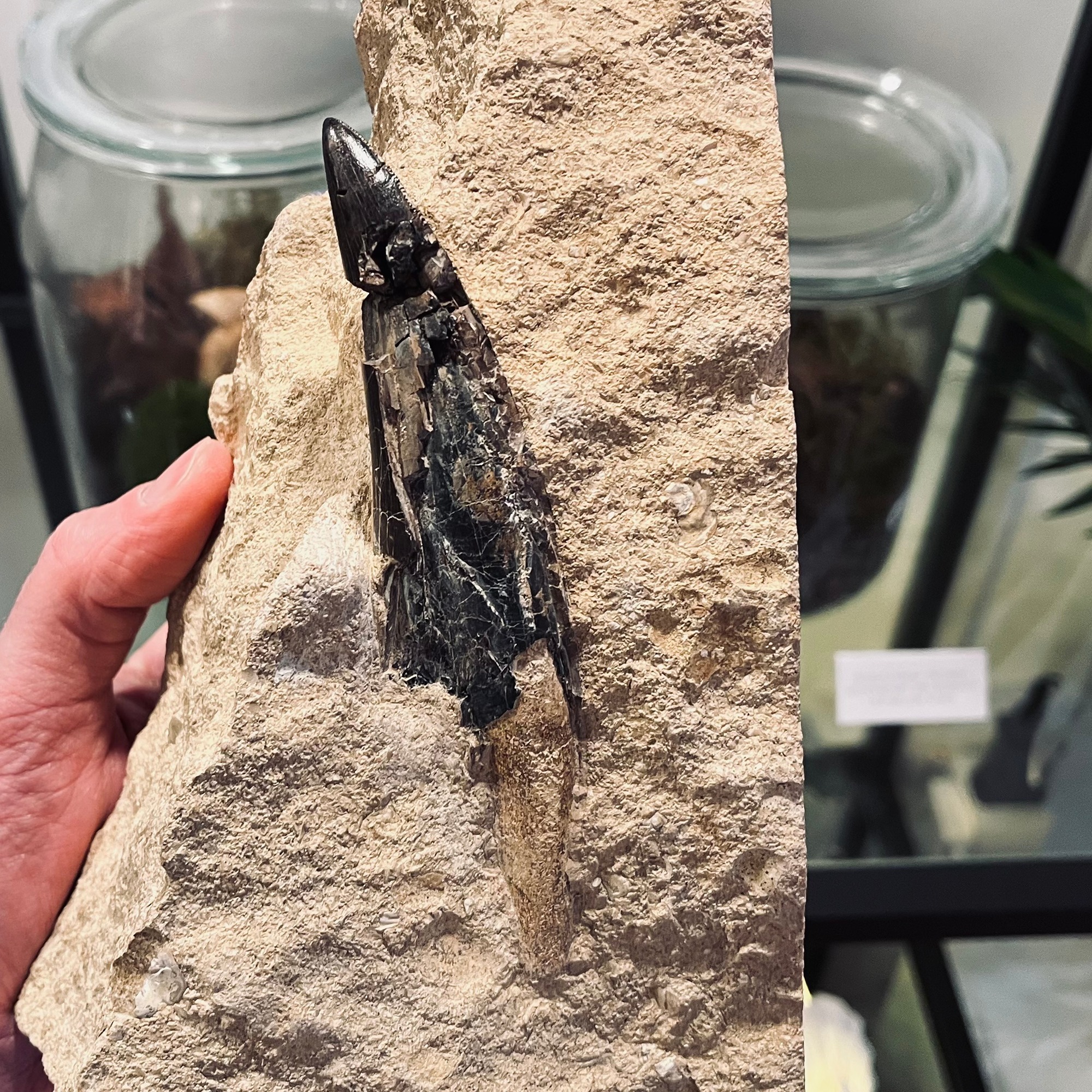 megalosaurus bucklandii skeleton