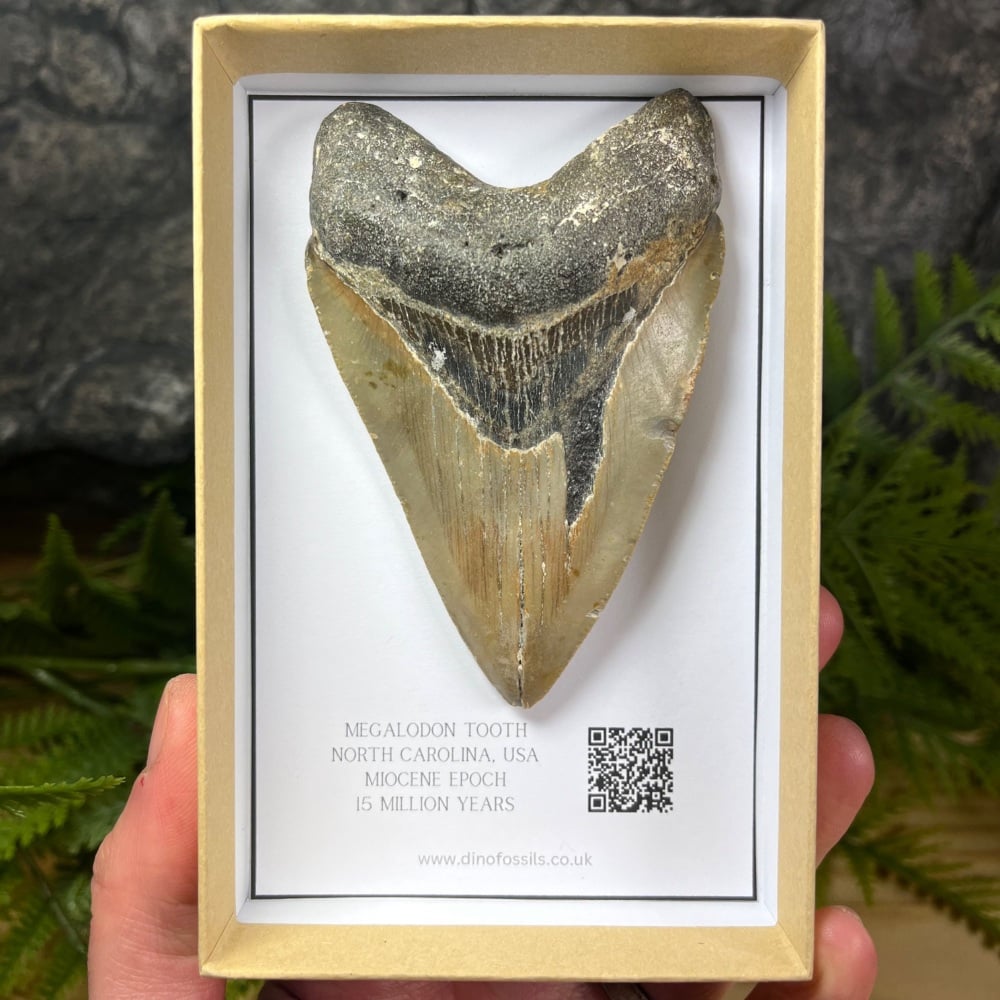 megalodon uk