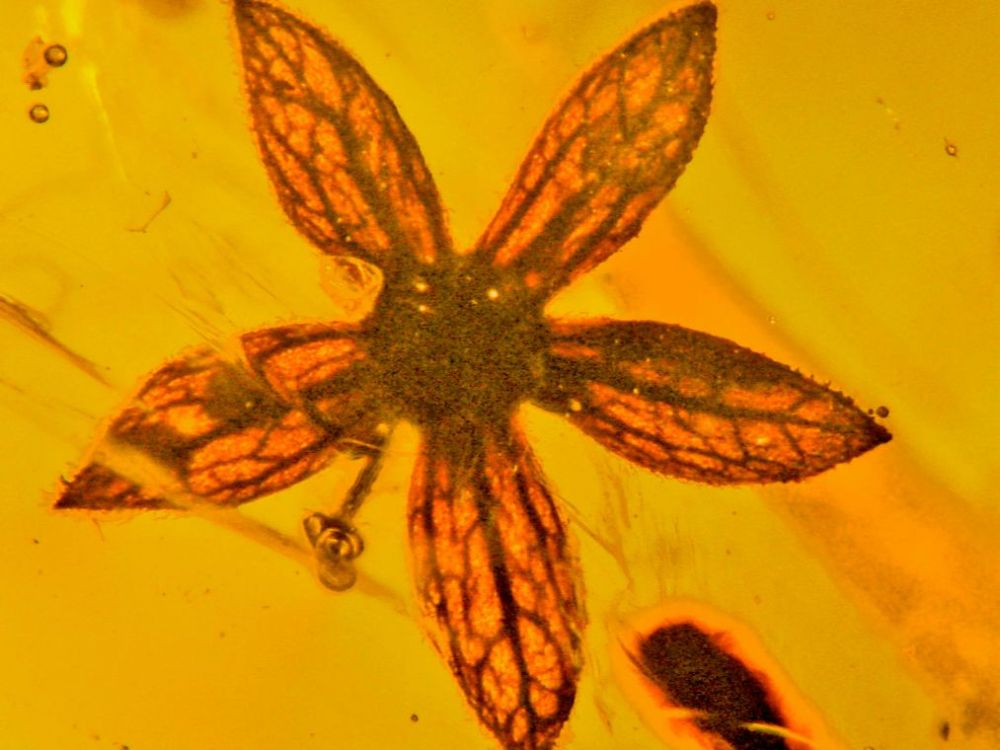 Burmese Amber - Shop