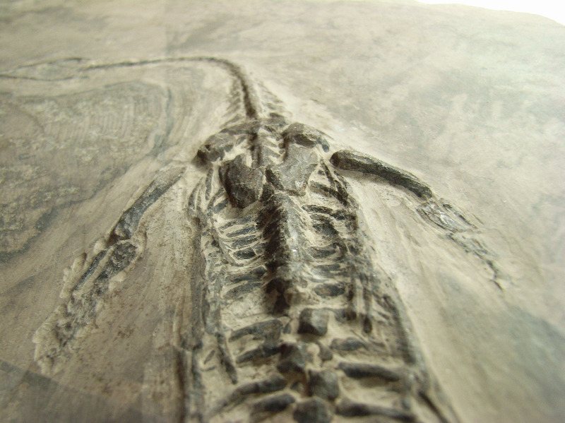 Keichousaurus Hui (K. hui) Fossil #1