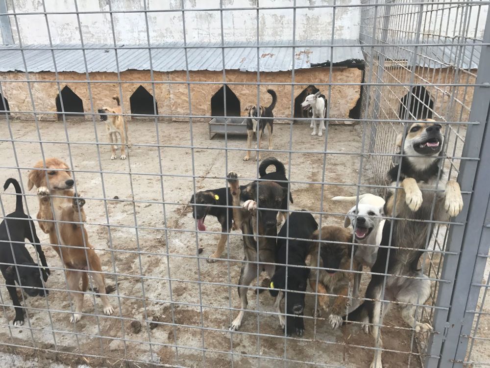 About our Romanian Dogs