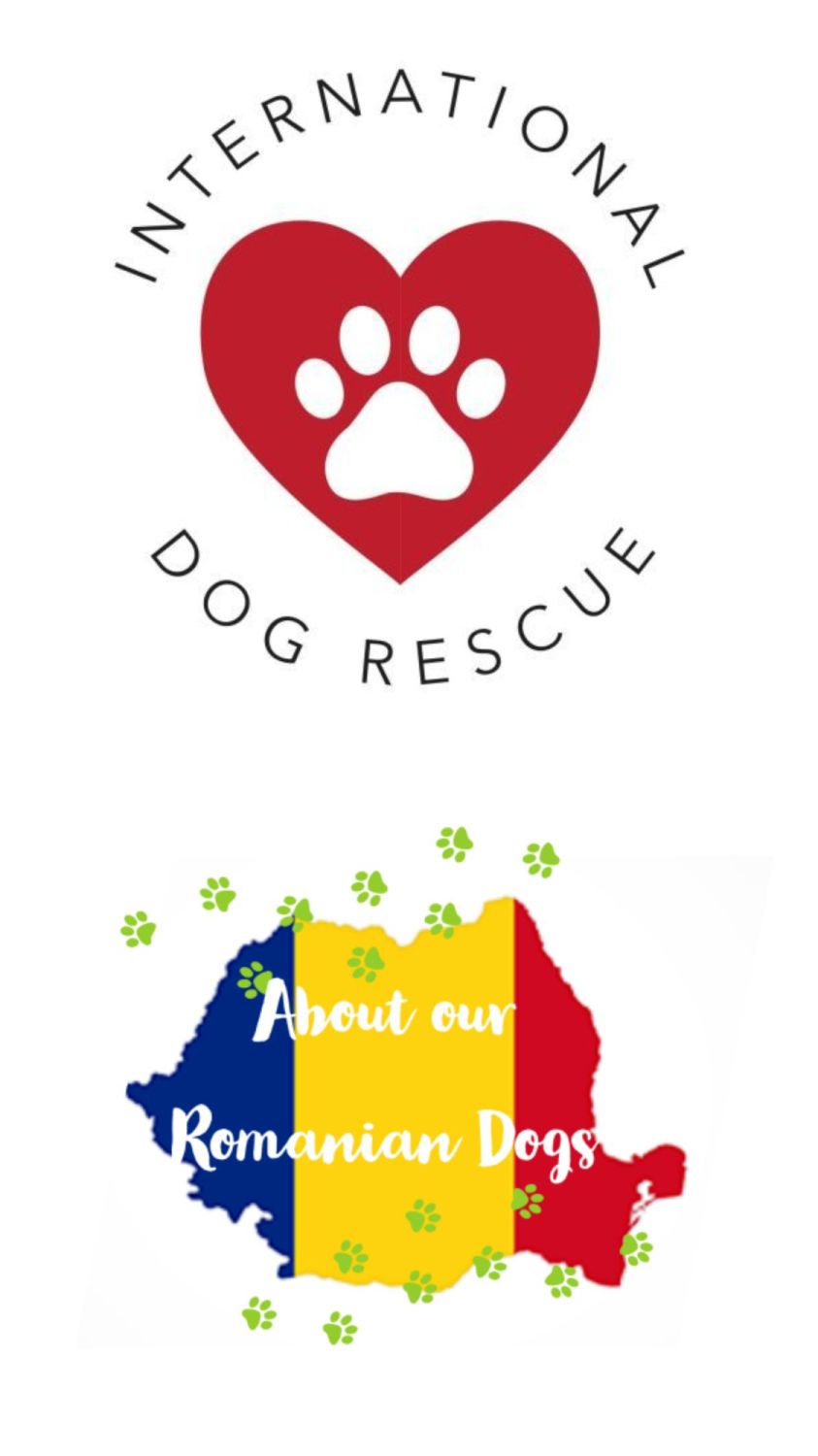 About our Romanian Dogs