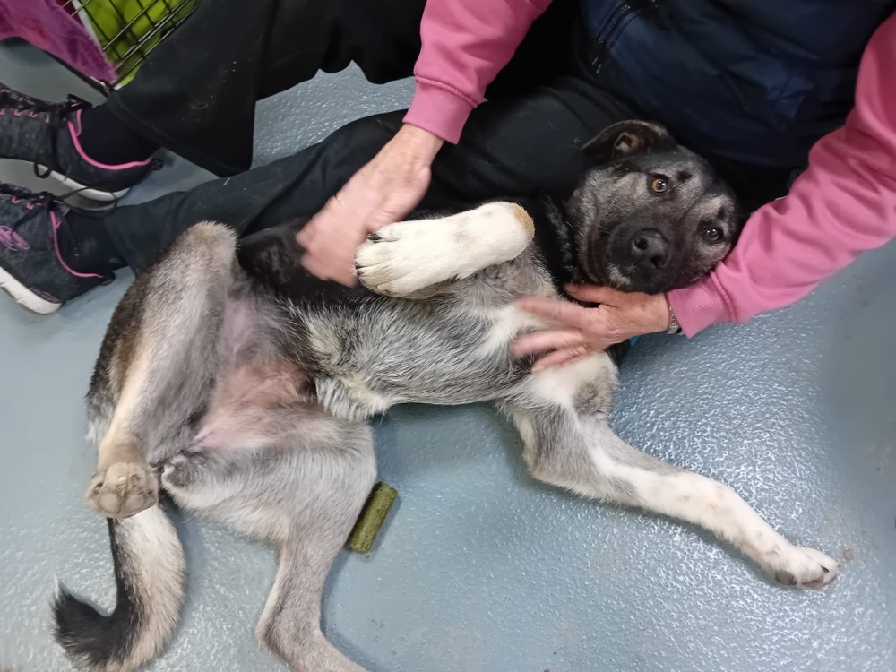 Volunteering Opportunities