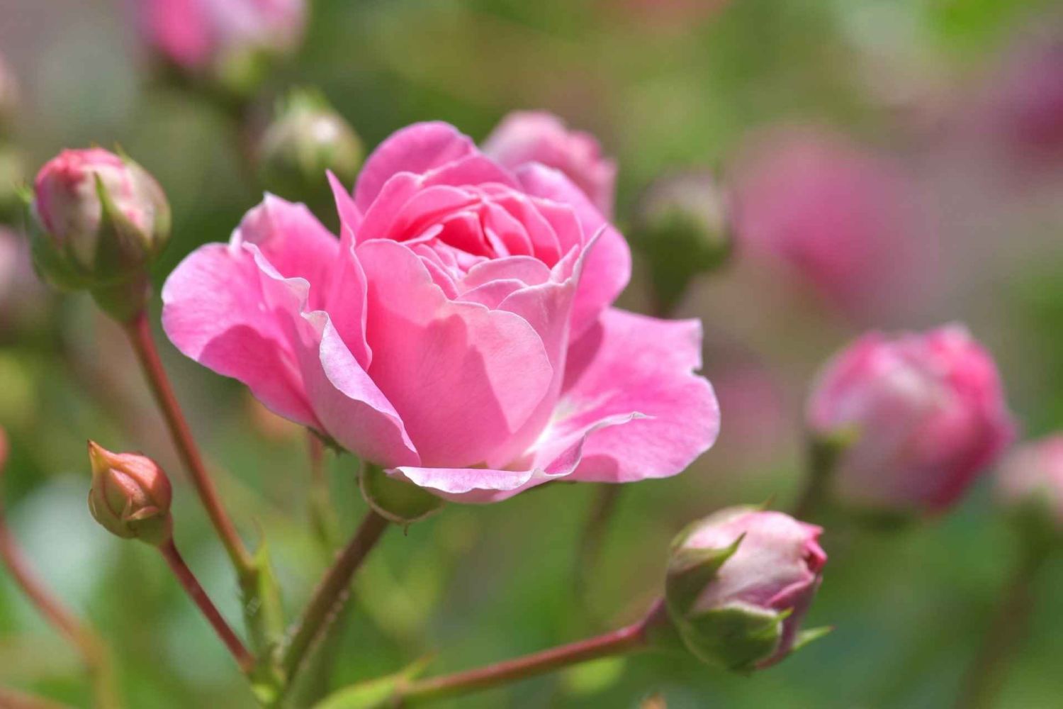 Benefits of Rose Oil - June Birth Flower | Lovely Soap Co