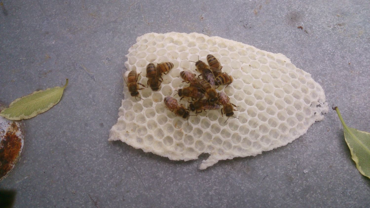 How Honey & Beeswax are Produced - Blog