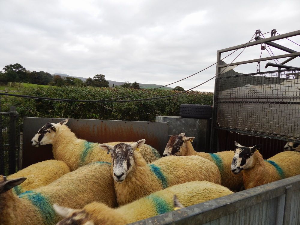 Tupping time and showering sheep - Ella's Farm Blog
