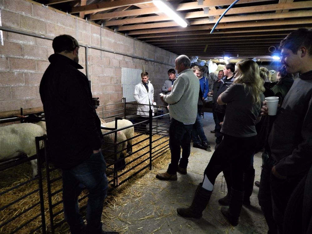 Sheep Shower - Ella's Farm Blog
