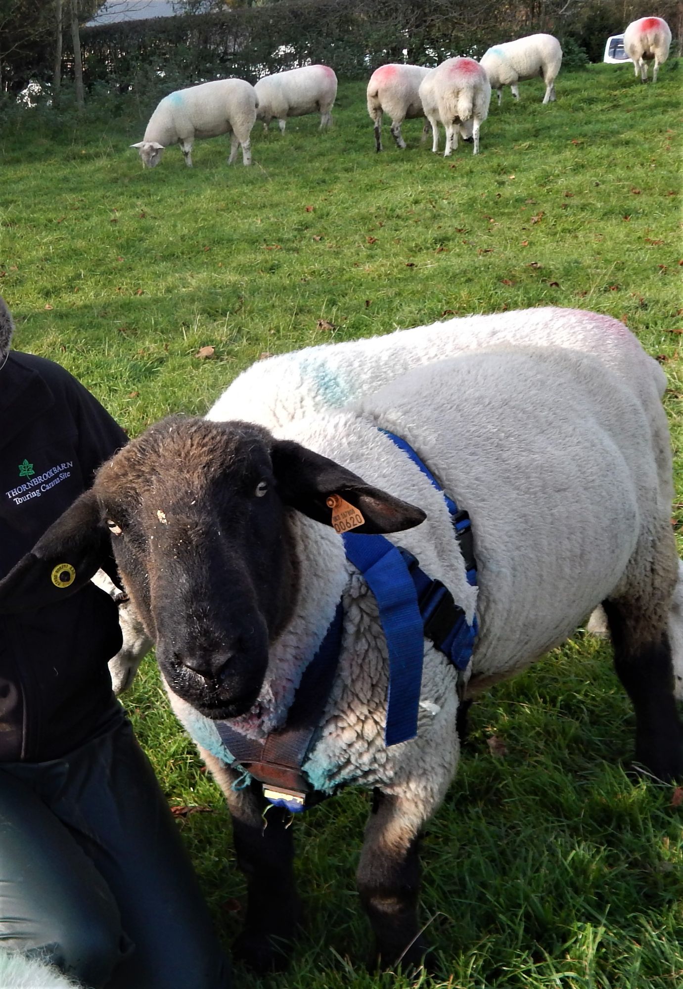 Tupping Time - Ella's Farm Blog