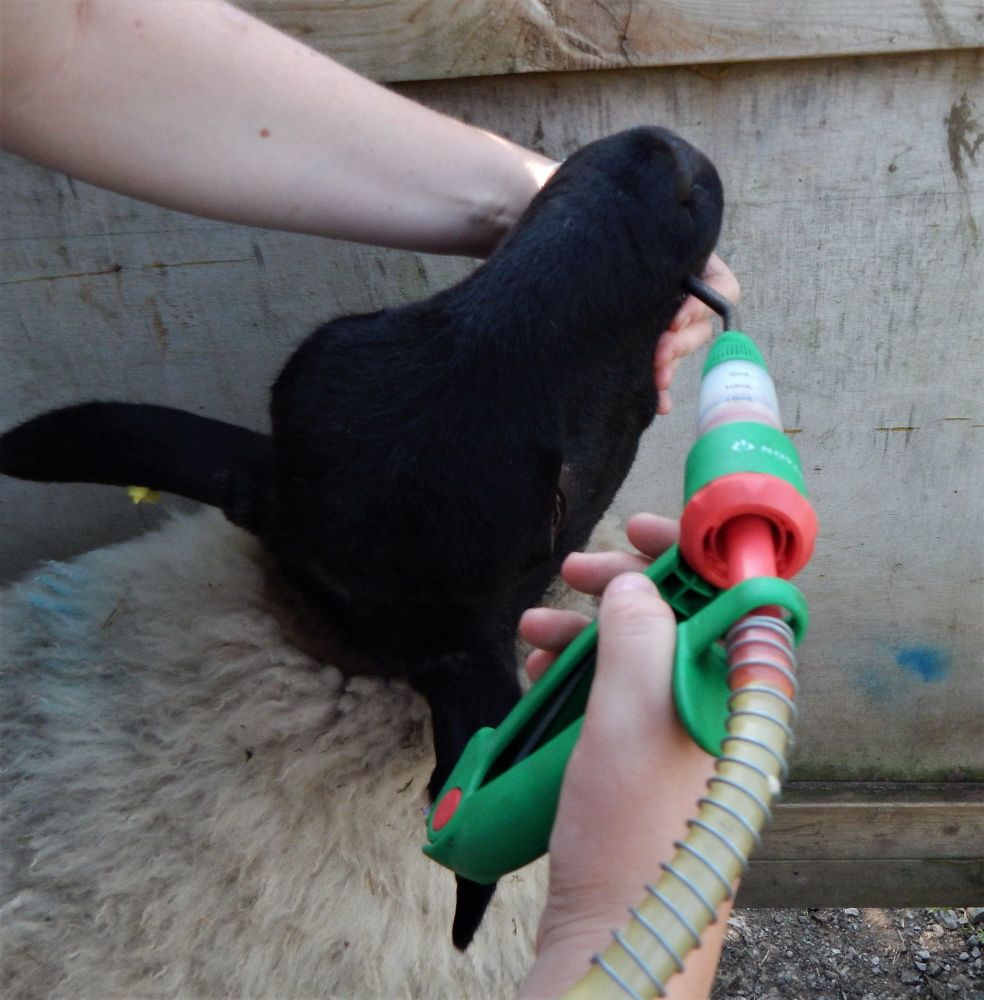 Worm Drenching Sheep & Lambs - Ella's Farm Blog