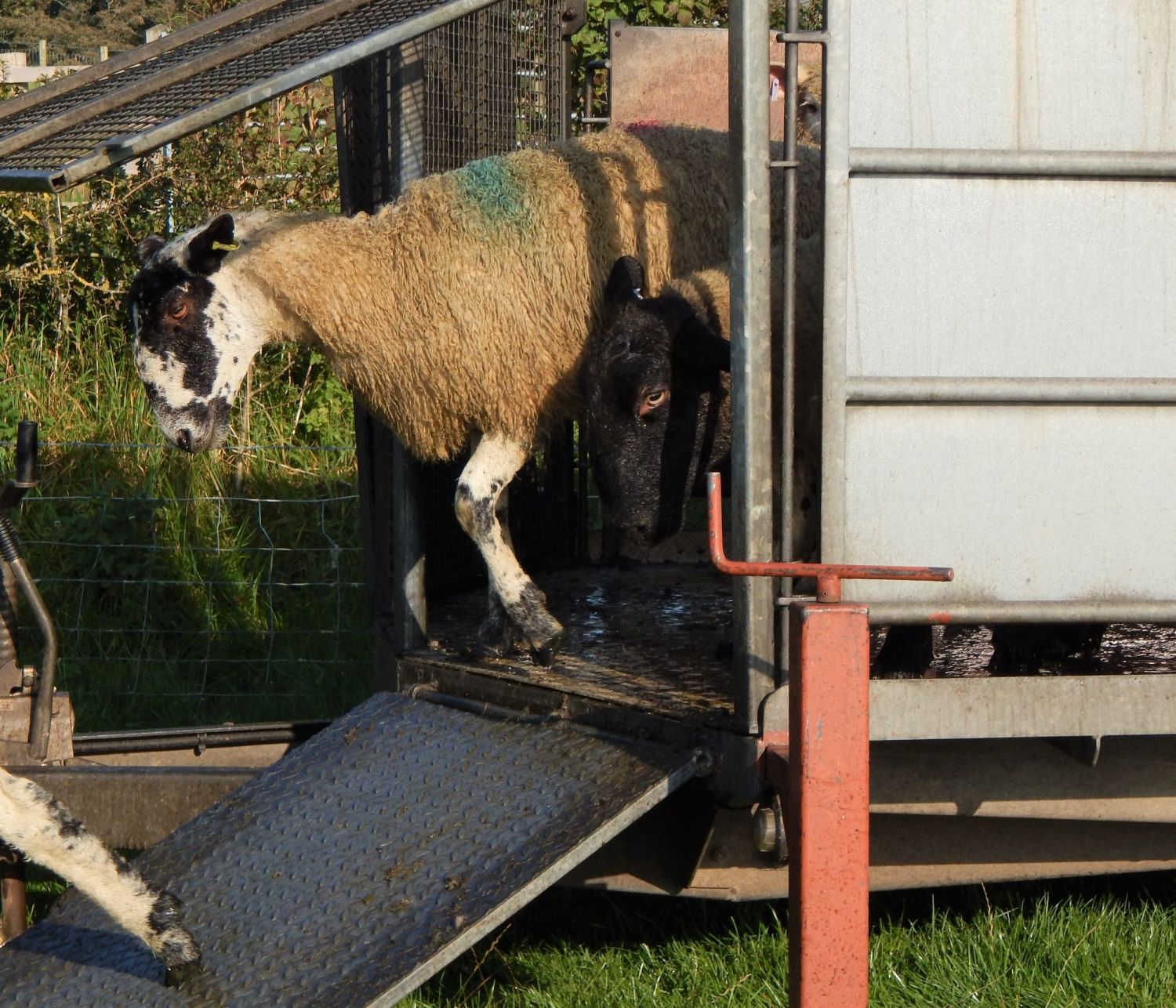 Sheep Showering - Ella's Farm Blog