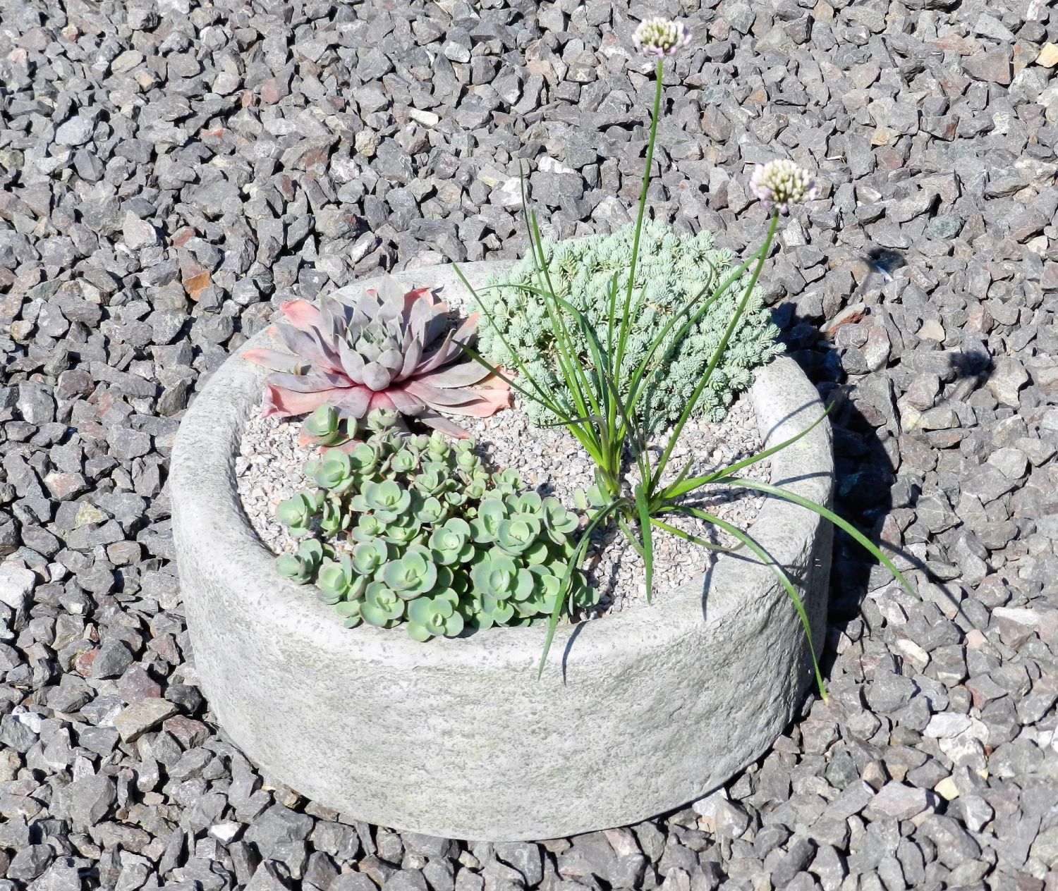 Picts Hill Alpines - growing and displaying alpine plants