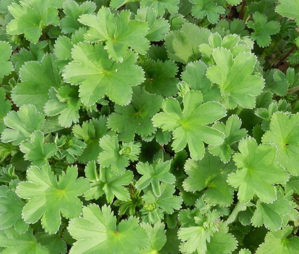 Picts Hill Alpines - The Origins of Alpine Plants