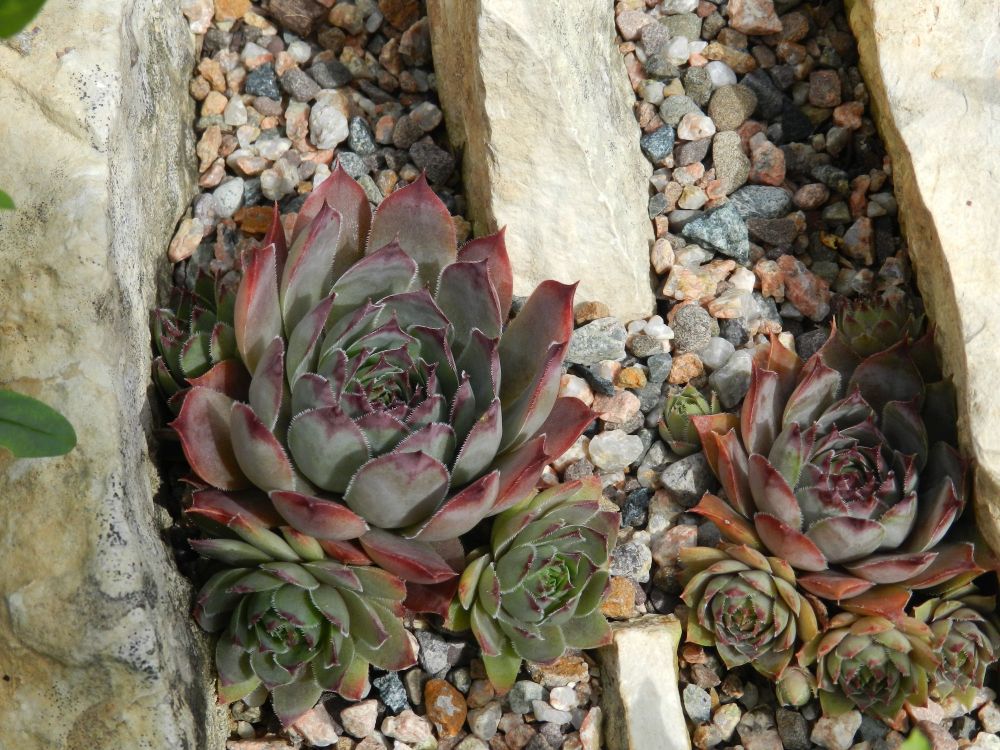 Picts Hill Alpines - online UK plant nursery