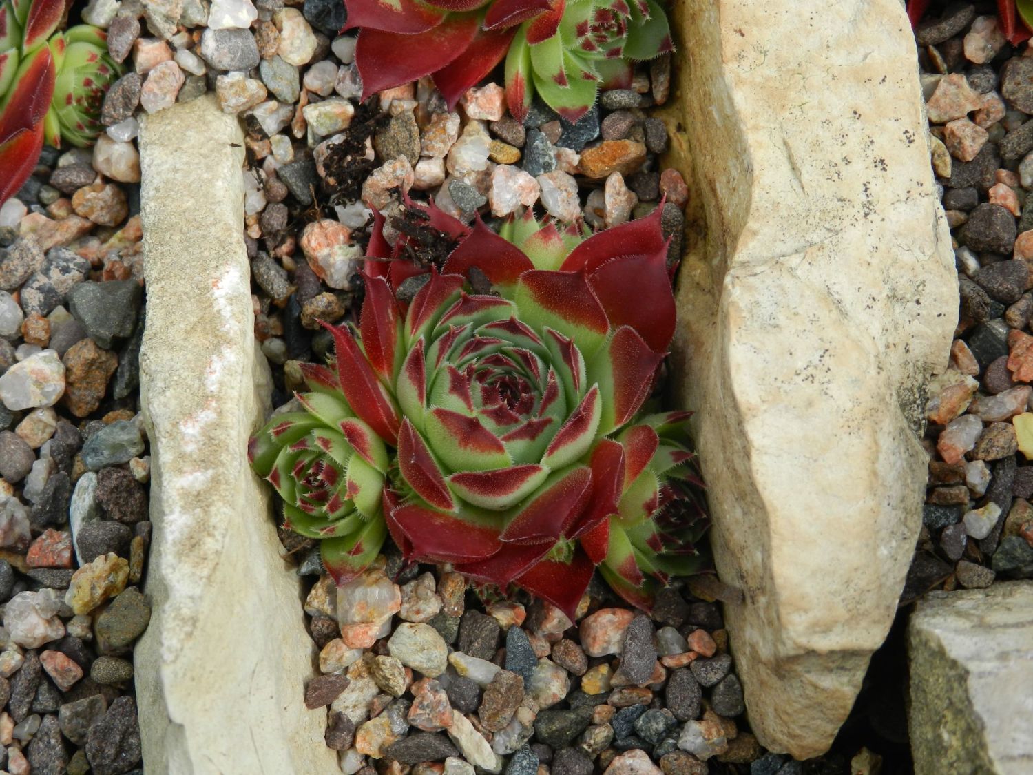 Picts Hill Alpines - growing and displaying alpine plants