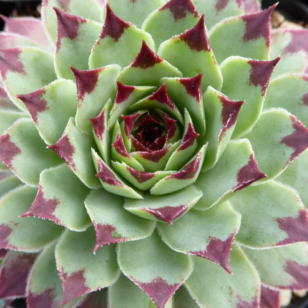 Picts Hill Alpines - online UK plant nursery