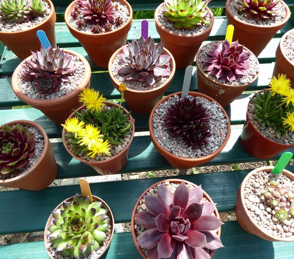 Picts Hill Alpines - growing and displaying alpine plants
