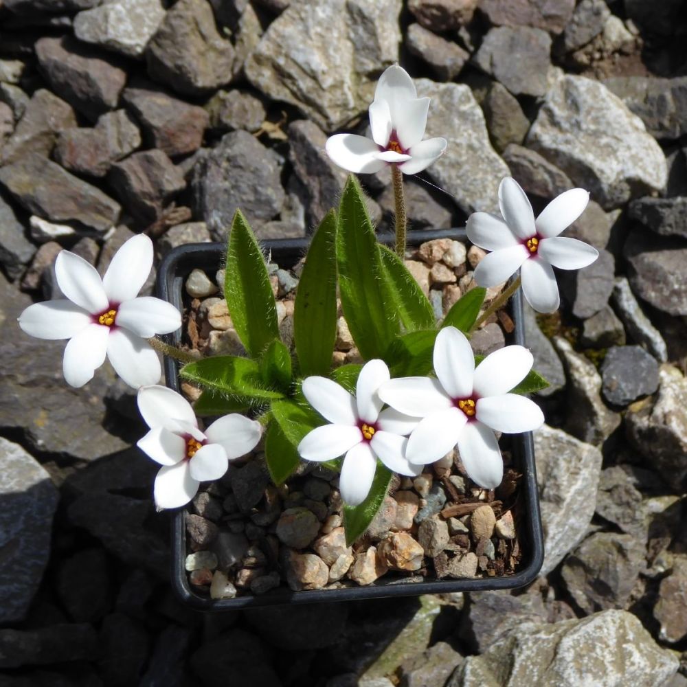 Picts Hill Alpines - online UK plant nursery