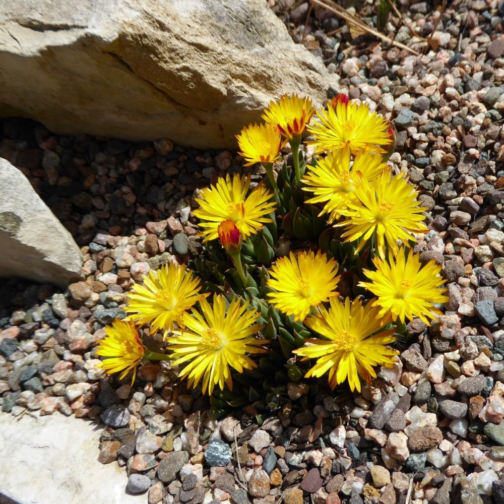 Picts Hill Alpines - online UK plant nursery