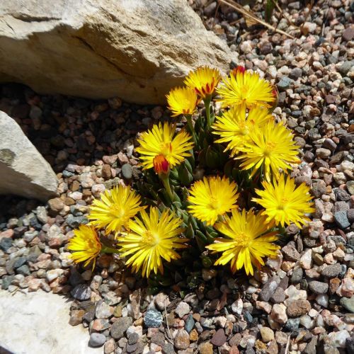 Picts Hill Alpines - online UK plant nursery