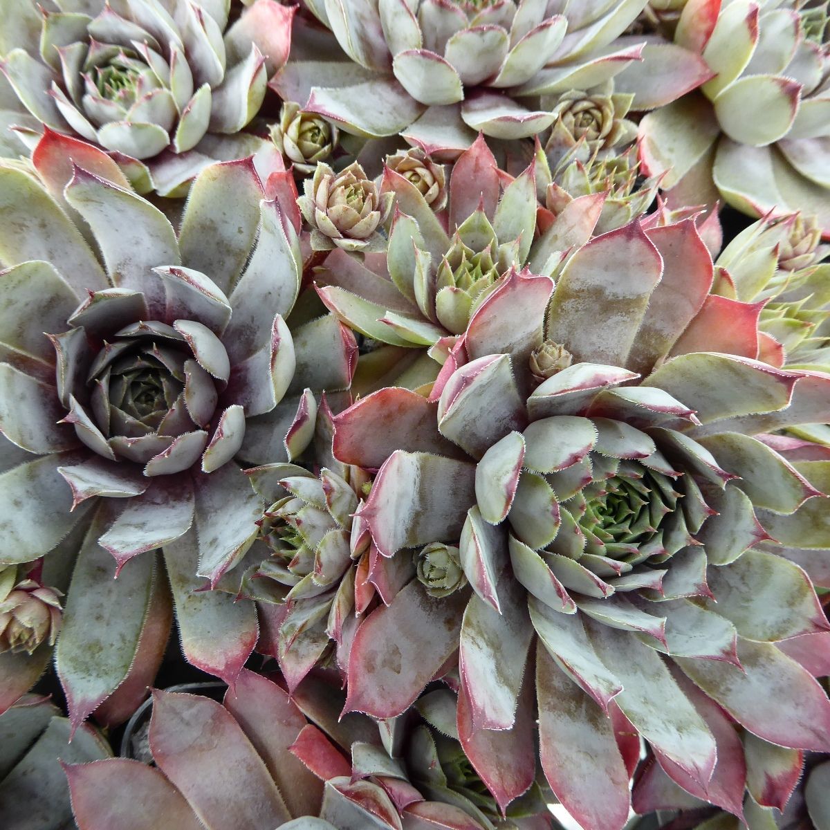 Picts Hill Alpines - online UK plant nursery