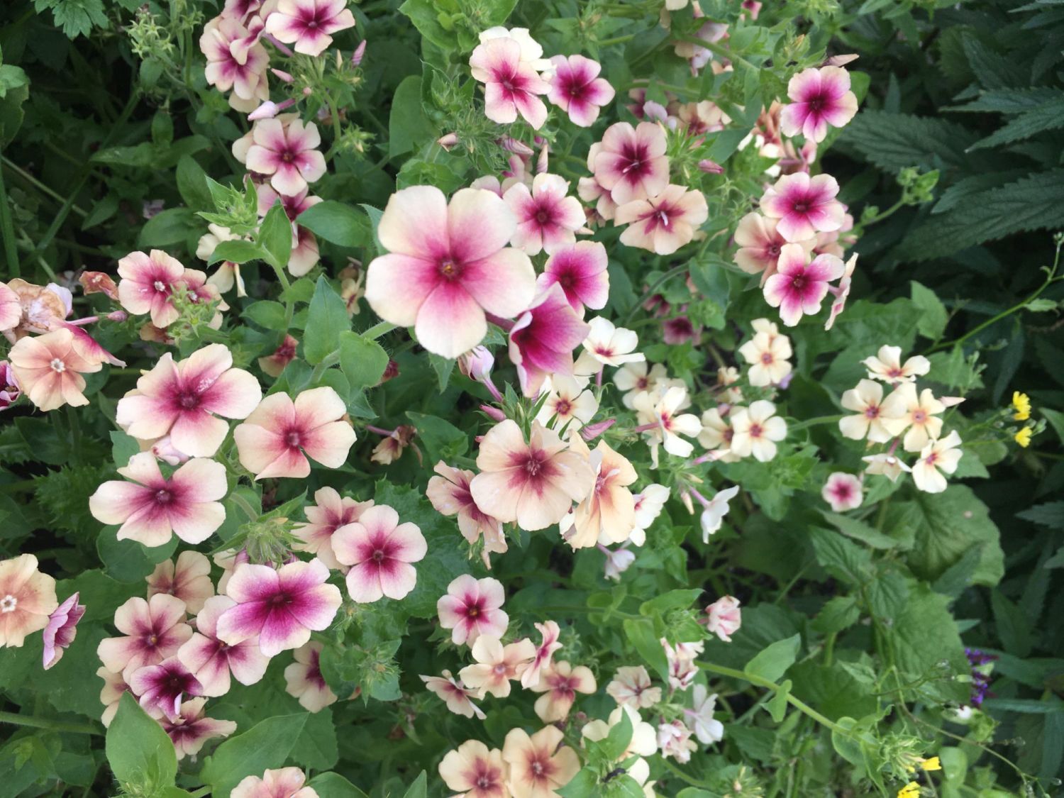 Home page [www.letham-plants.co.uk]