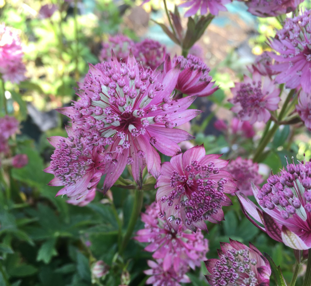 Home page [www.letham-plants.co.uk]