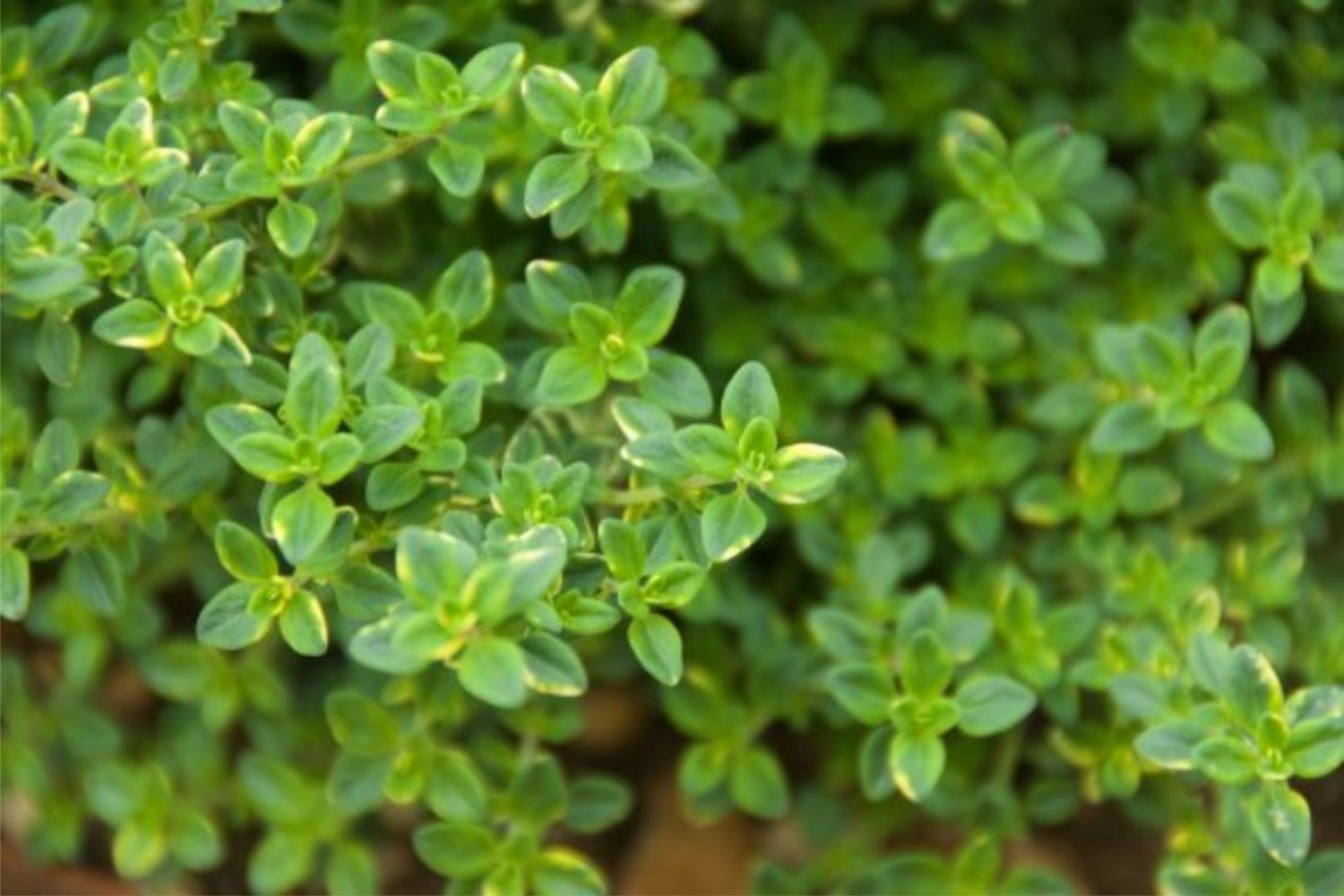 Italian Thyme Faustini | Herbs & Plants | Drinagh Garden Centre