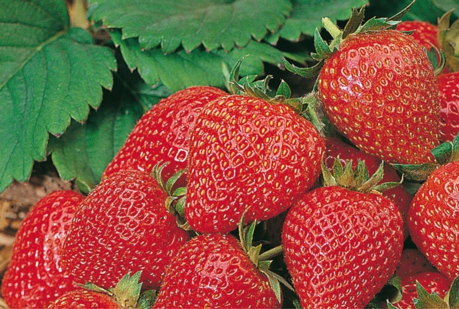 Raspberry Malling Jewel | Fruit Trees & Bushes | Drinagh Garden Centre