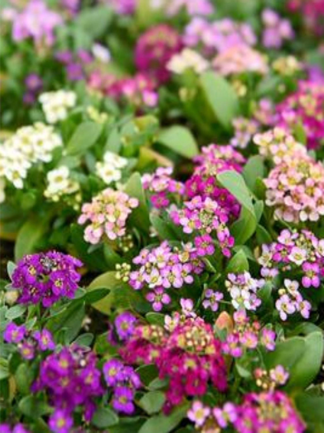 Alyssum Easter Bonnet | Summer Plants | Drinagh Garden Centre