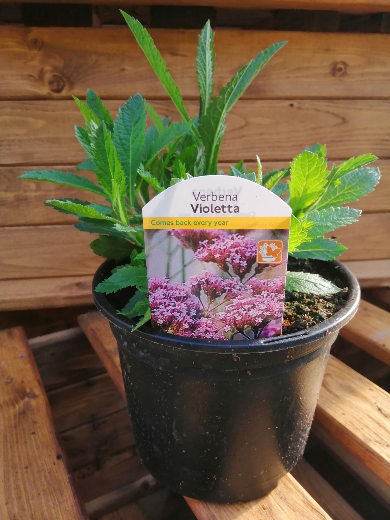 Coreopsis Grandiflora Rising Sun | Flowers & Plants | Drinagh Garden Centre