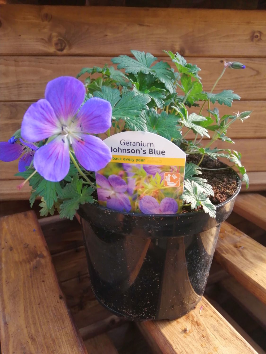 Geranium Johnsons Blue | Herbaceous | Drinagh Garden Centre