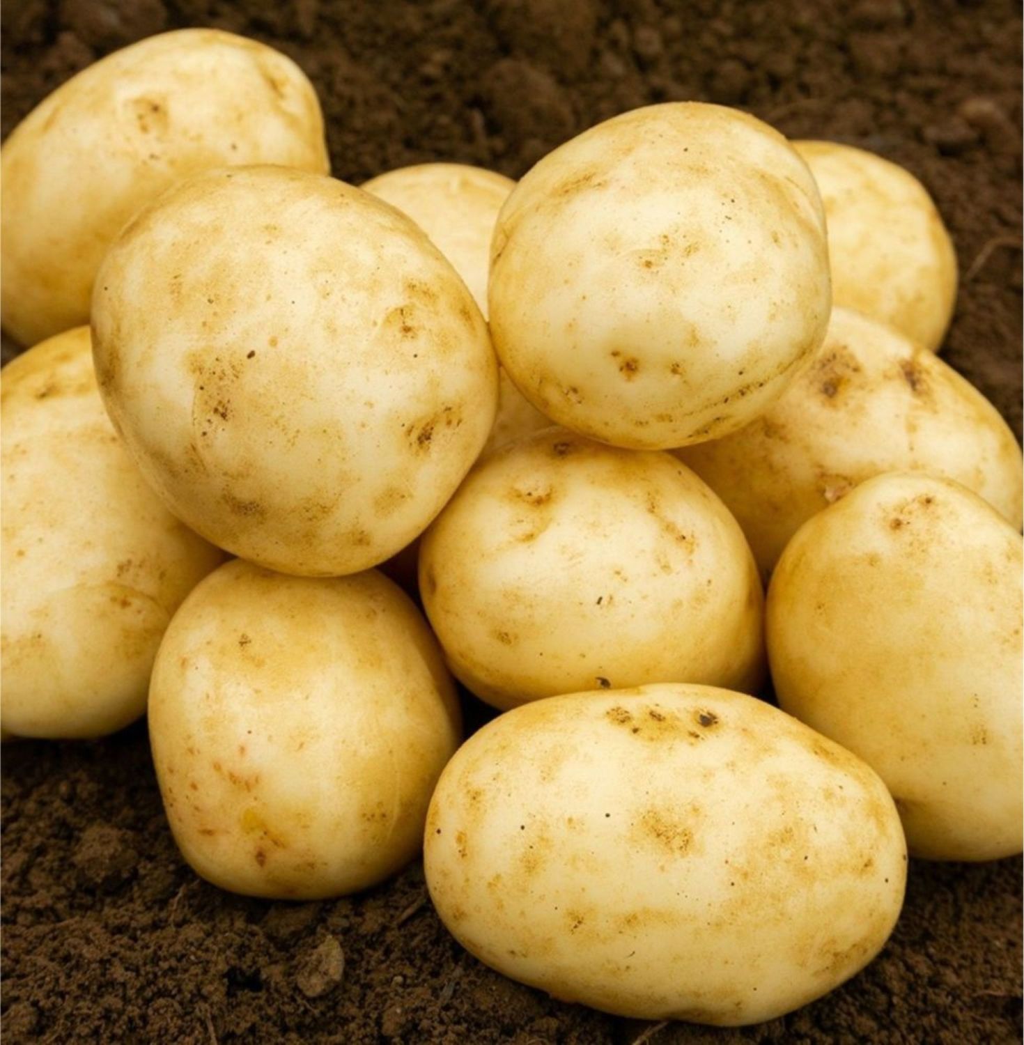 British Queen 5kg | Second Earlies Seed Potatoes | Drinagh Garden Centre