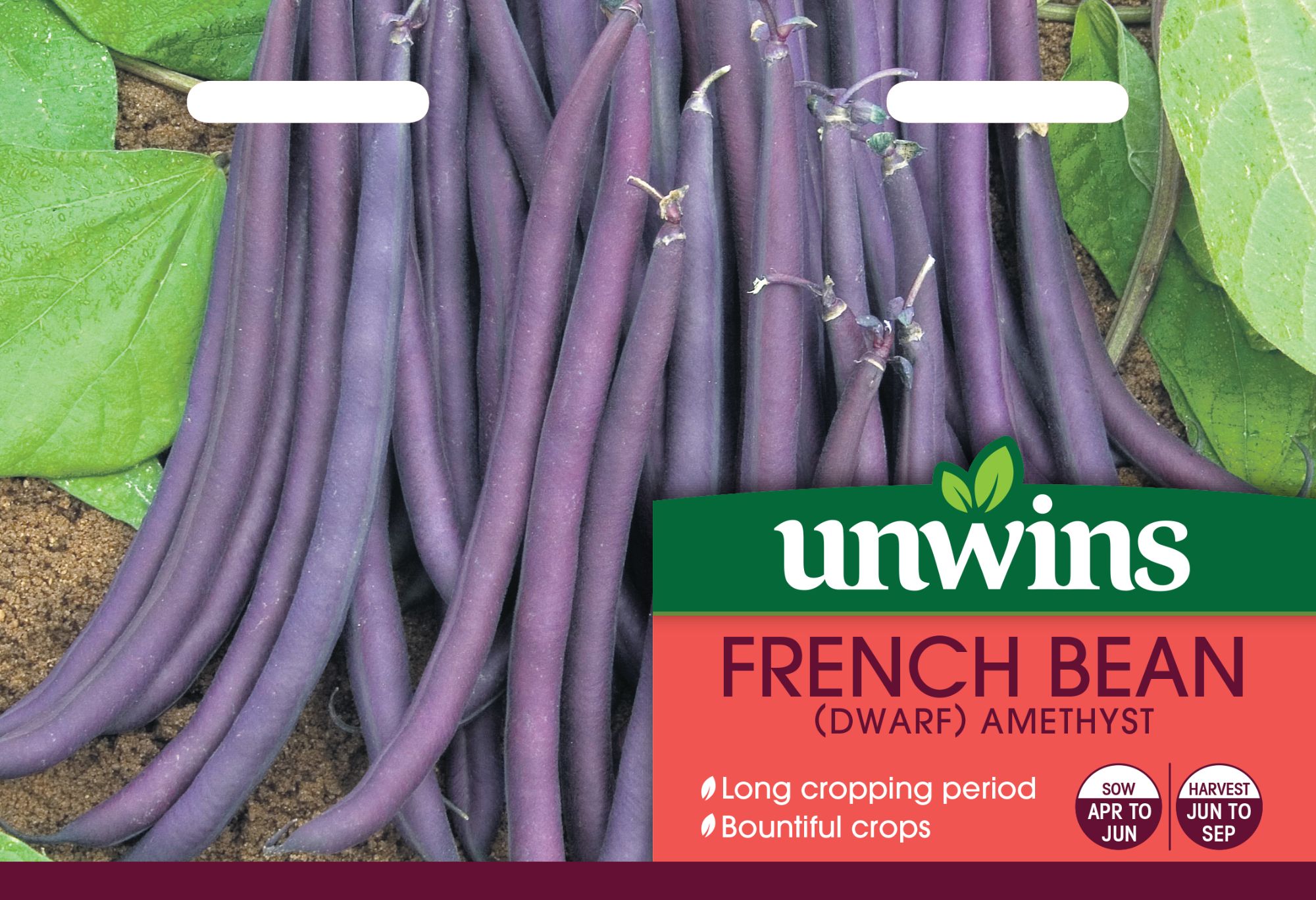 French Bean (Dwarf) Stanley | Vegetable & Herb Seeds | Drinagh Garden ...