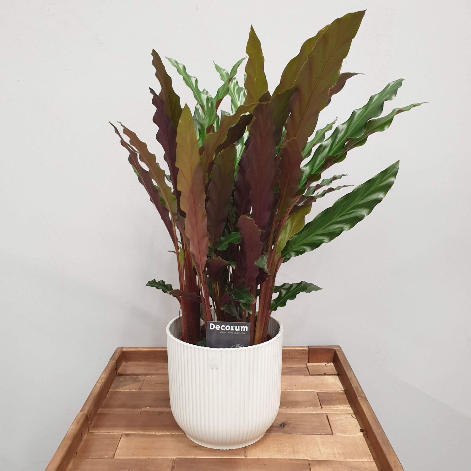 Houseplants | House & Indoor Plants | Drinagh Garden Centre - Page 5