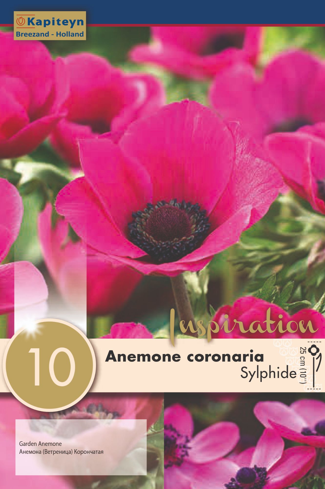 Anemone Sylphide | Summer Flower Bulbs | Drinagh Garden Centre