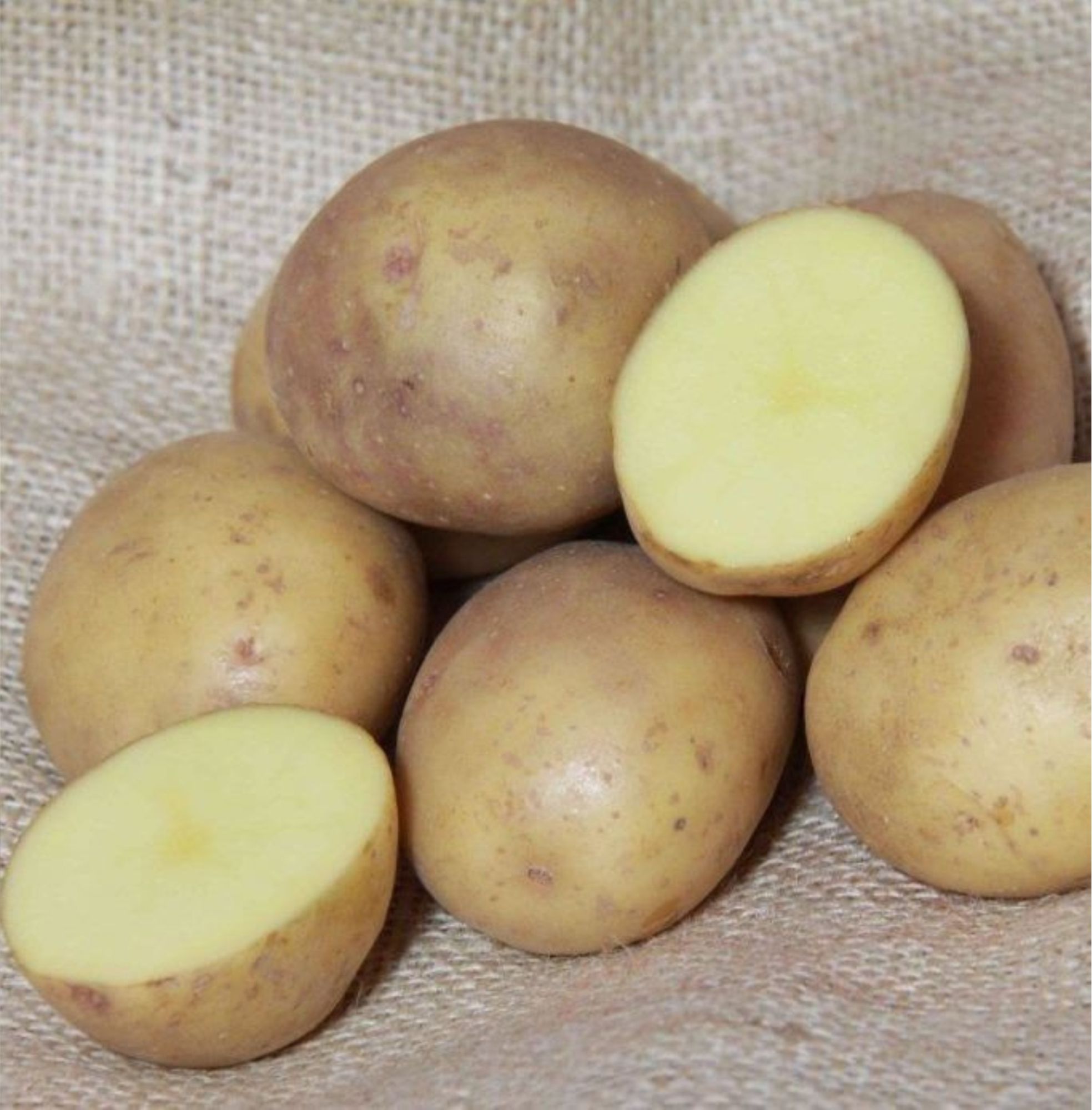 British Queen 5kg | Second Earlies Seed Potatoes | Drinagh Garden Centre