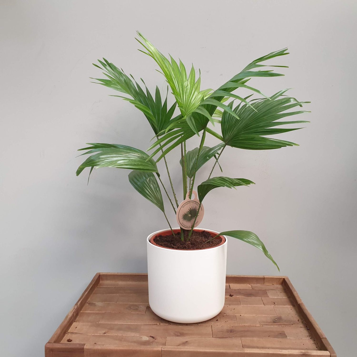 Flowers for Bees Box | Vegetable & Flower Seeds | Drinagh Garden Centre