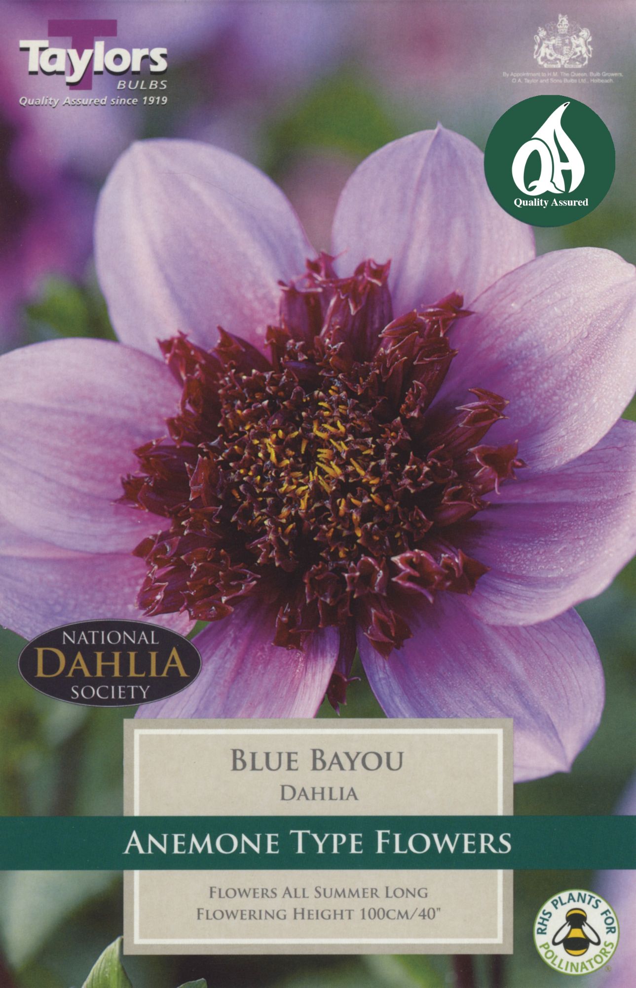 Dahlia Blue Bayou | Summer Flower Bulbs | Drinagh Garden Centre