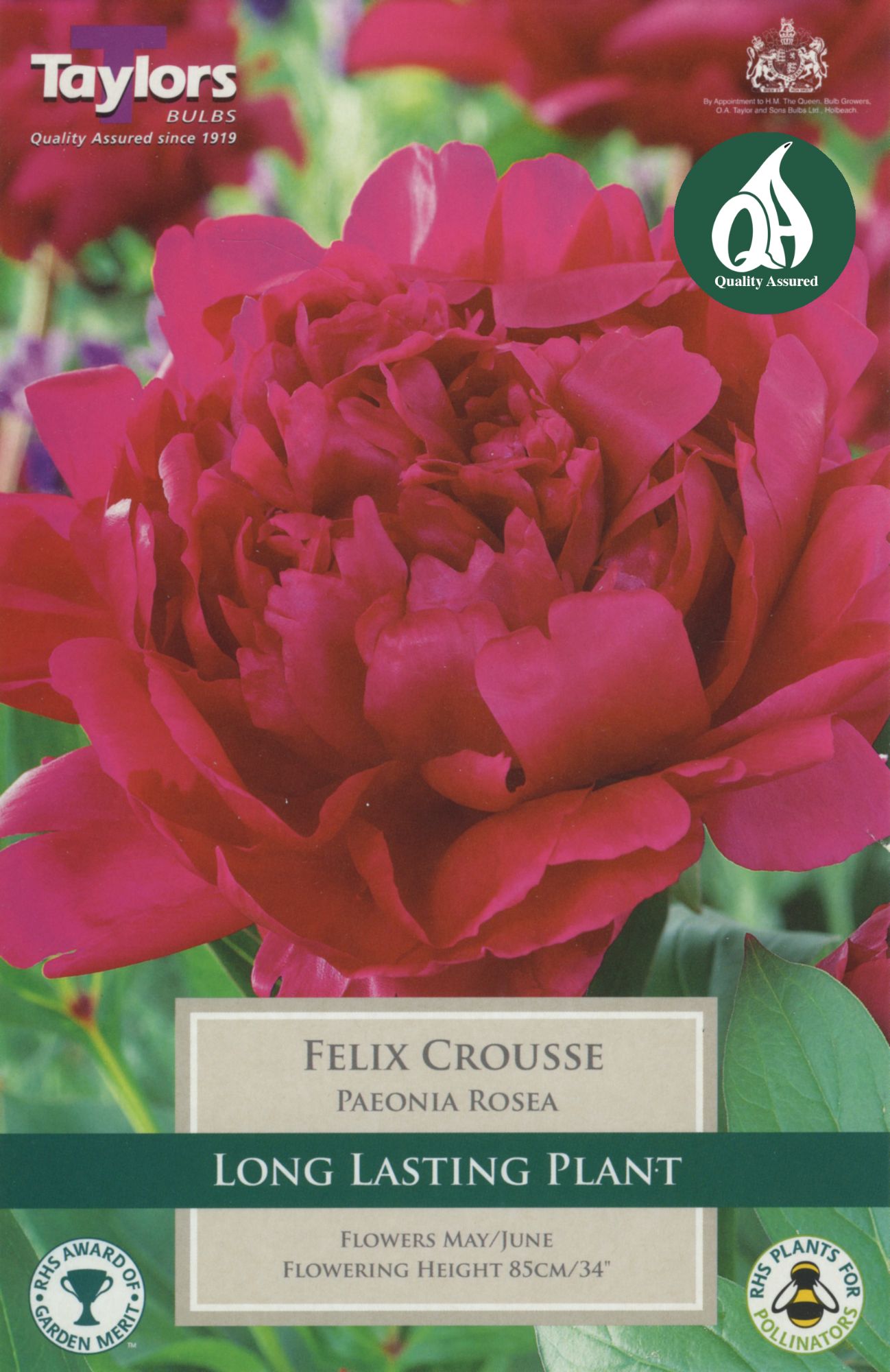 Rosea Felix Crousse | Summer Flower Bulbs | Drinagh Garden Centre