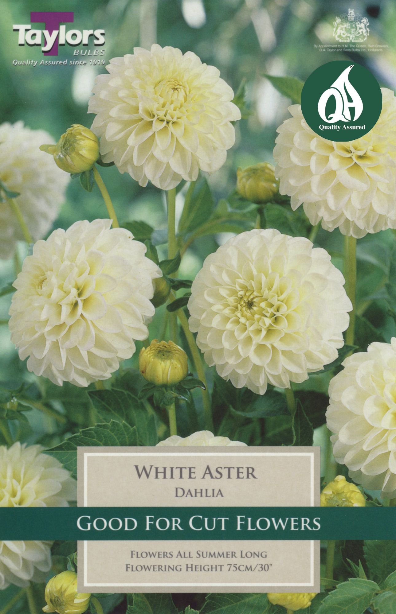 Dahlia White Aster | Summer Flower Bulbs | Drinagh Garden Centre