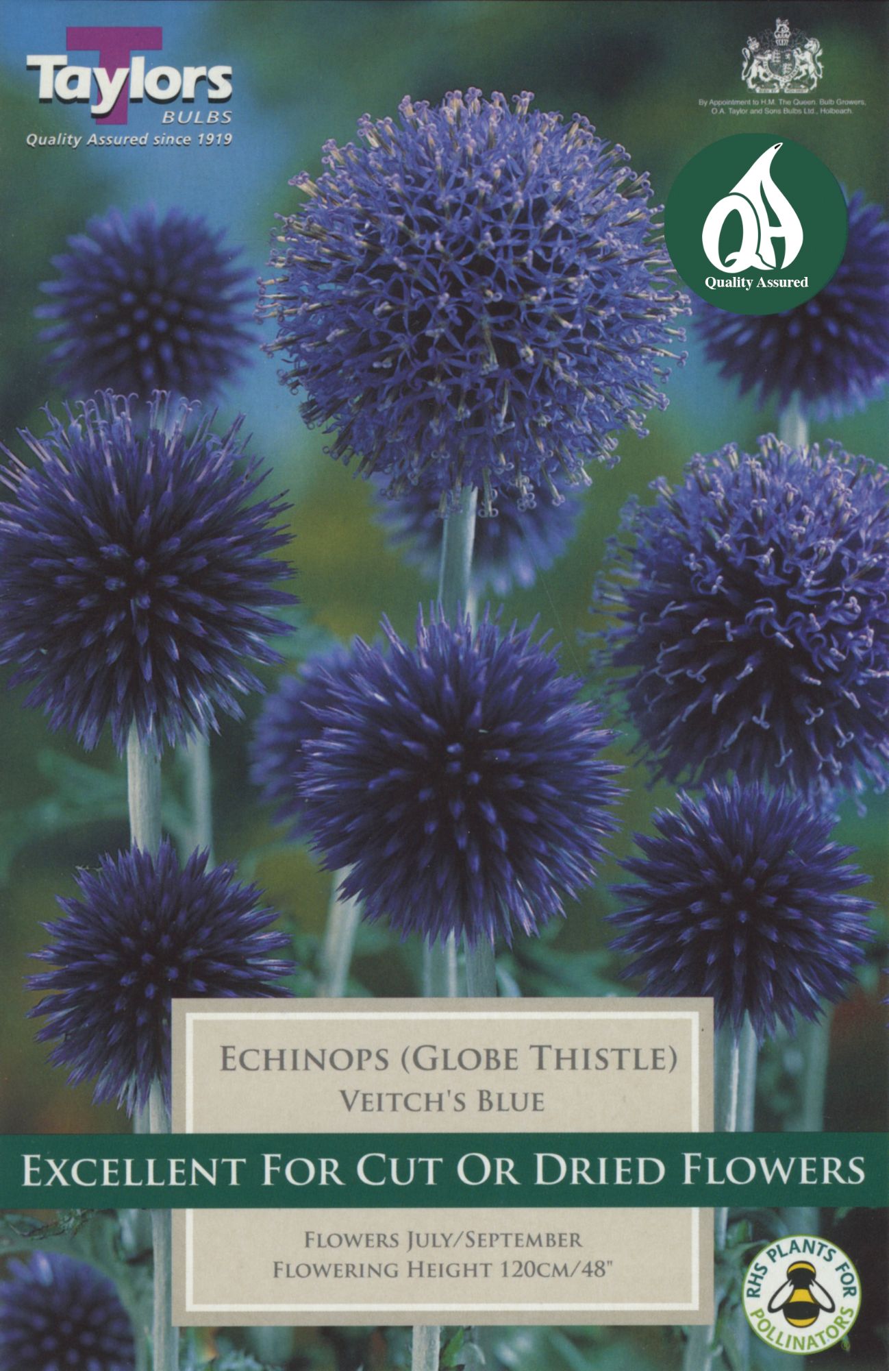 Echinops Veitch's Blue | Summer Flower Bulbs | Drinagh Garden Centre