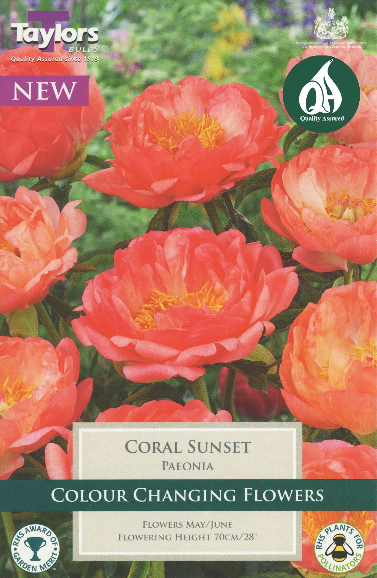 Paeonia Coral Sunset | Summer Flower Bulbs | Drinagh Garden Centre