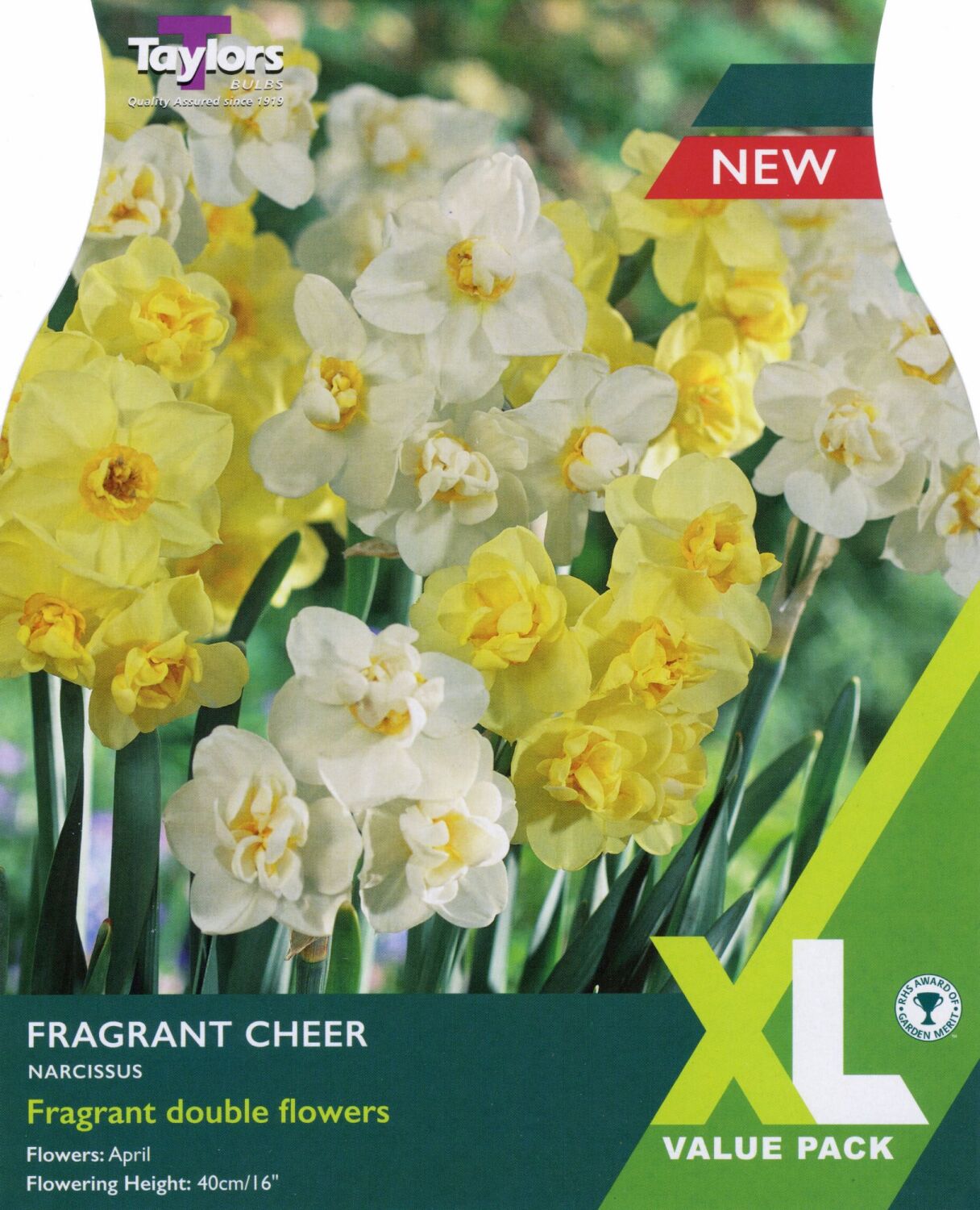 Narcissus Fragrant Cheer | Spring Flower Bulbs | Drinagh Garden Centre