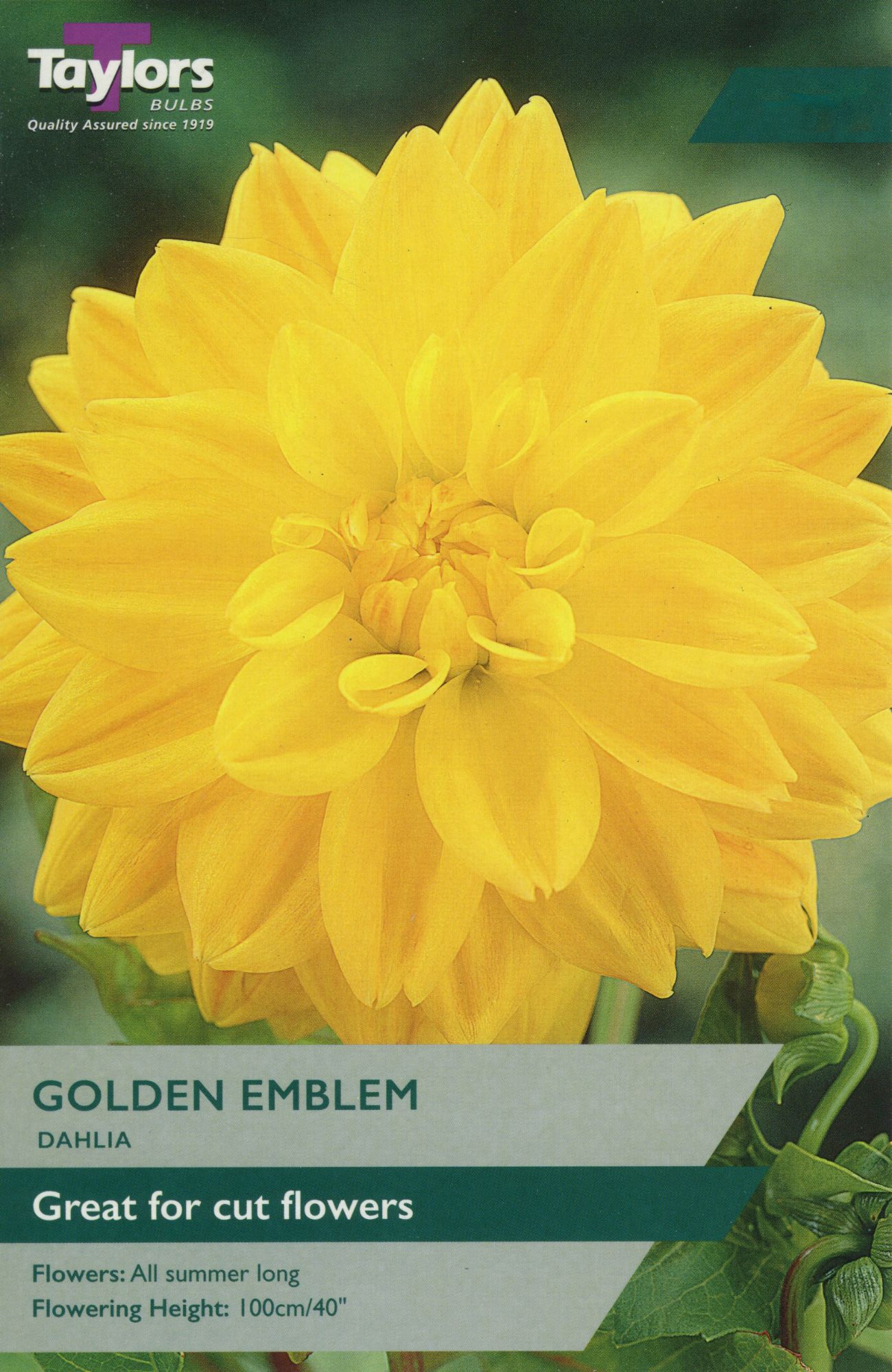 Dahlia Golden Emblem | Summer Flower Bulbs | Drinagh Garden Centre