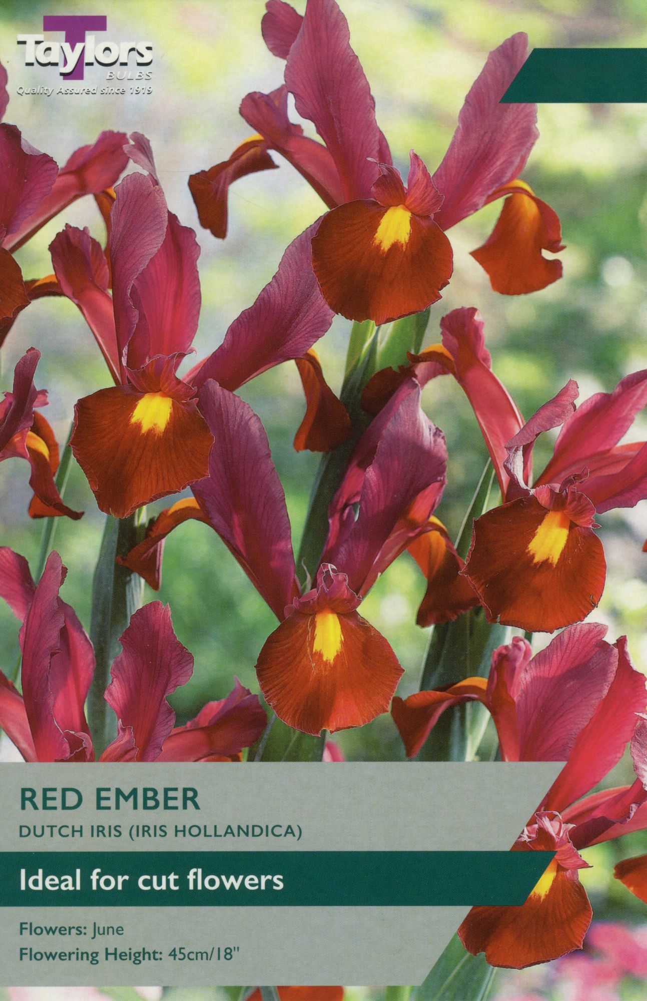 Iris Red Ember | Spring Flower Bulbs | Drinagh Garden Centre