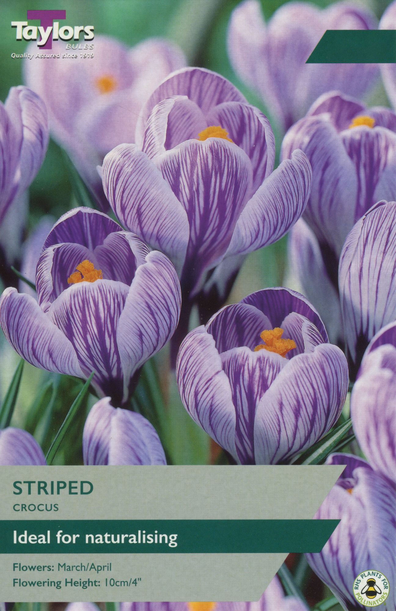 Striped Crocus | Spring Flower Bulbs | Drinagh Garden Centre